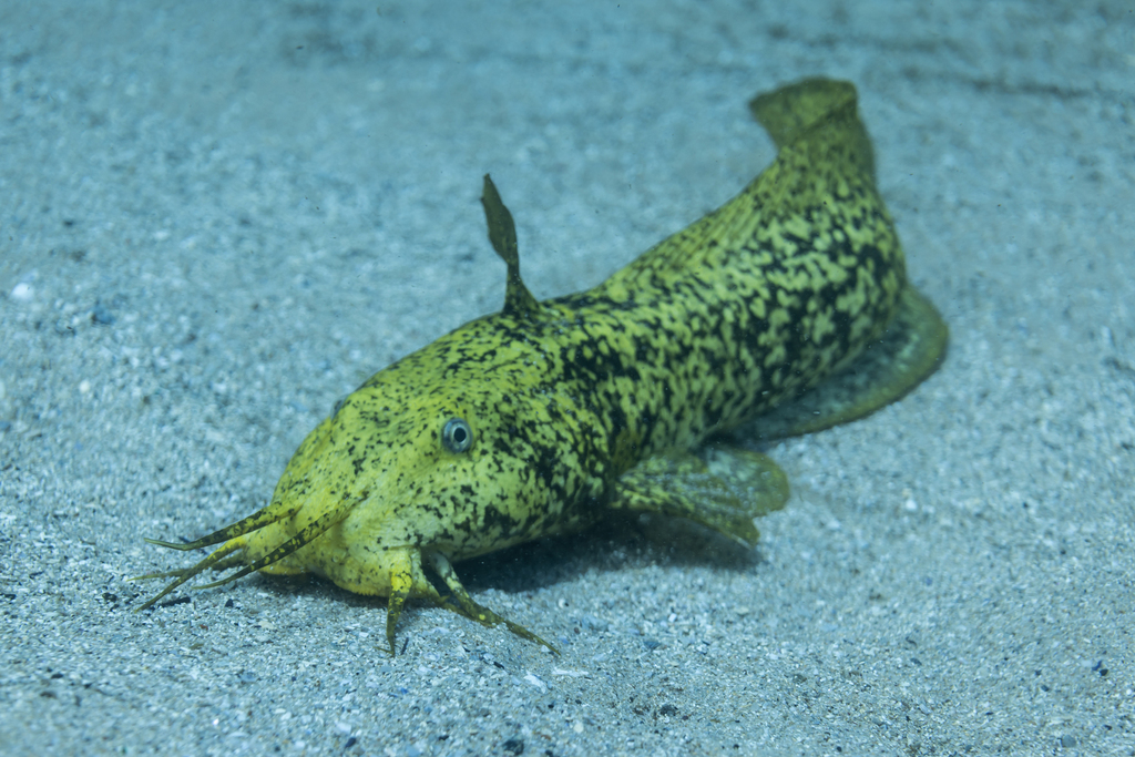 Estuary Cobbler from Northern Beaches Council, NSW, Australia on ...