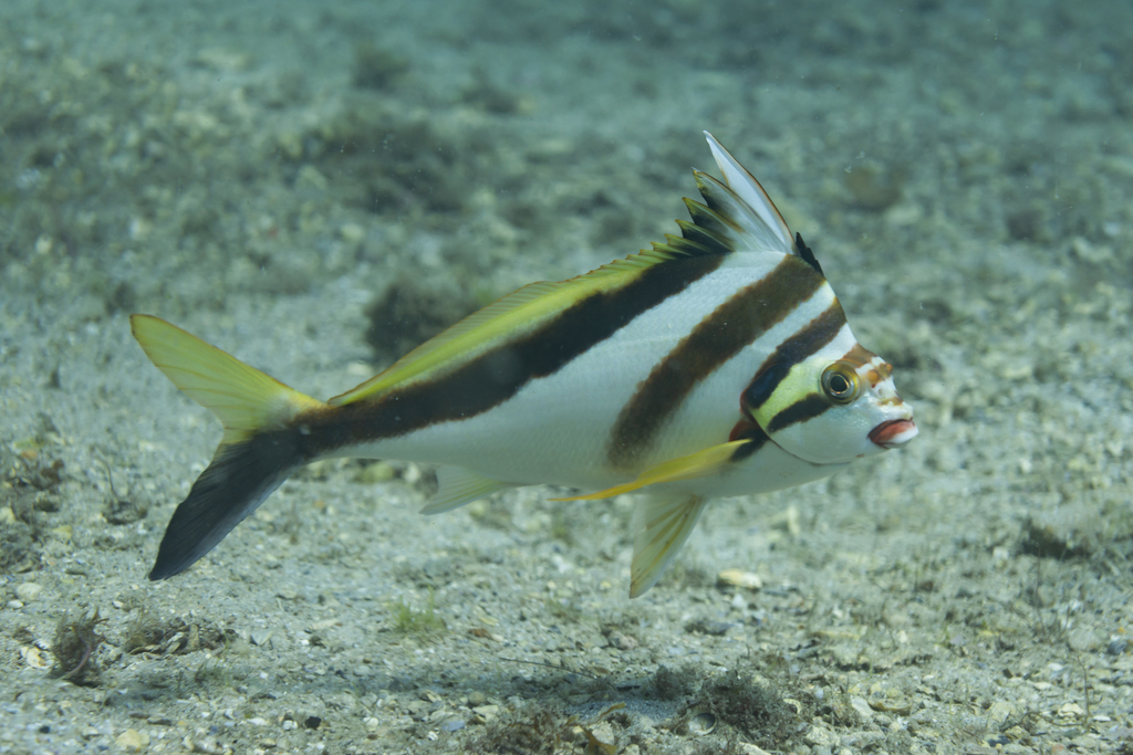 Trumpeters (Latridae) - Marine Life Identification