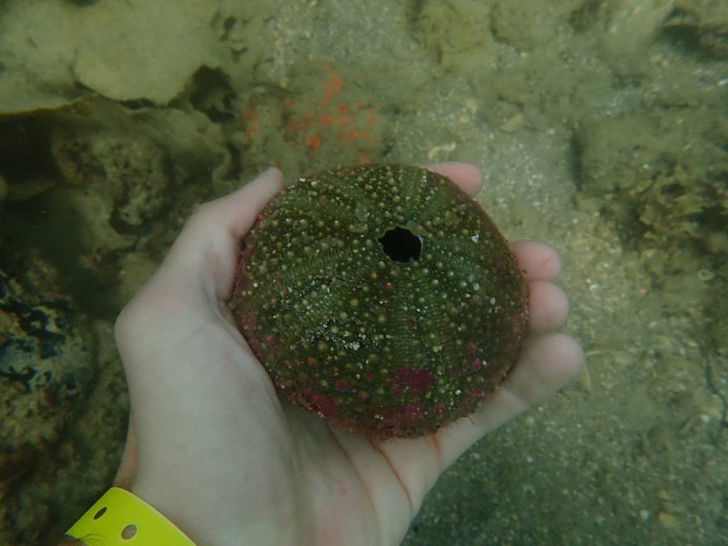 Kina from Northland, Nueva Zelanda on January 10, 2024 at 01:43 PM by ...