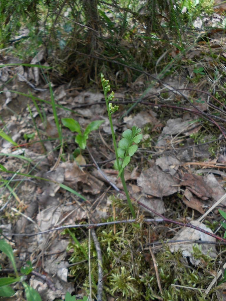 common moonwort from Demidovsky District, Smolensk Oblast, Russia on ...