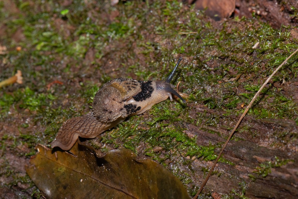 black-spotted semi-slug from Mount Glorious QLD 4520, Australia on ...