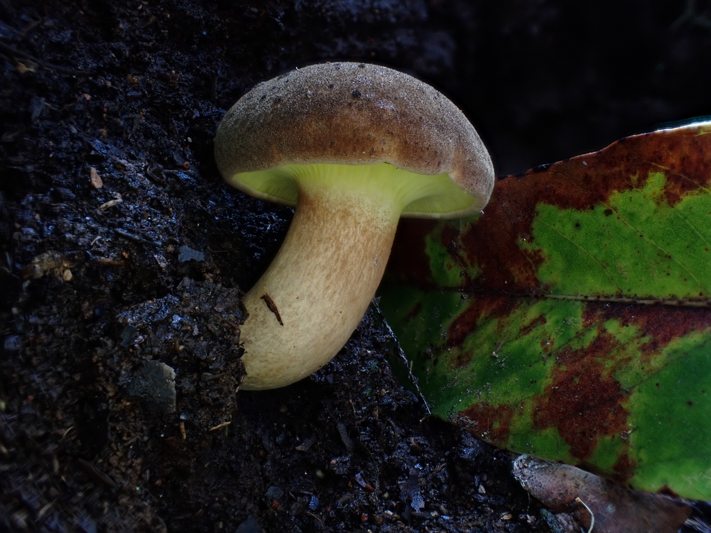 Phylloporus from Montville QLD 4560, Australia on January 14, 2024 at ...