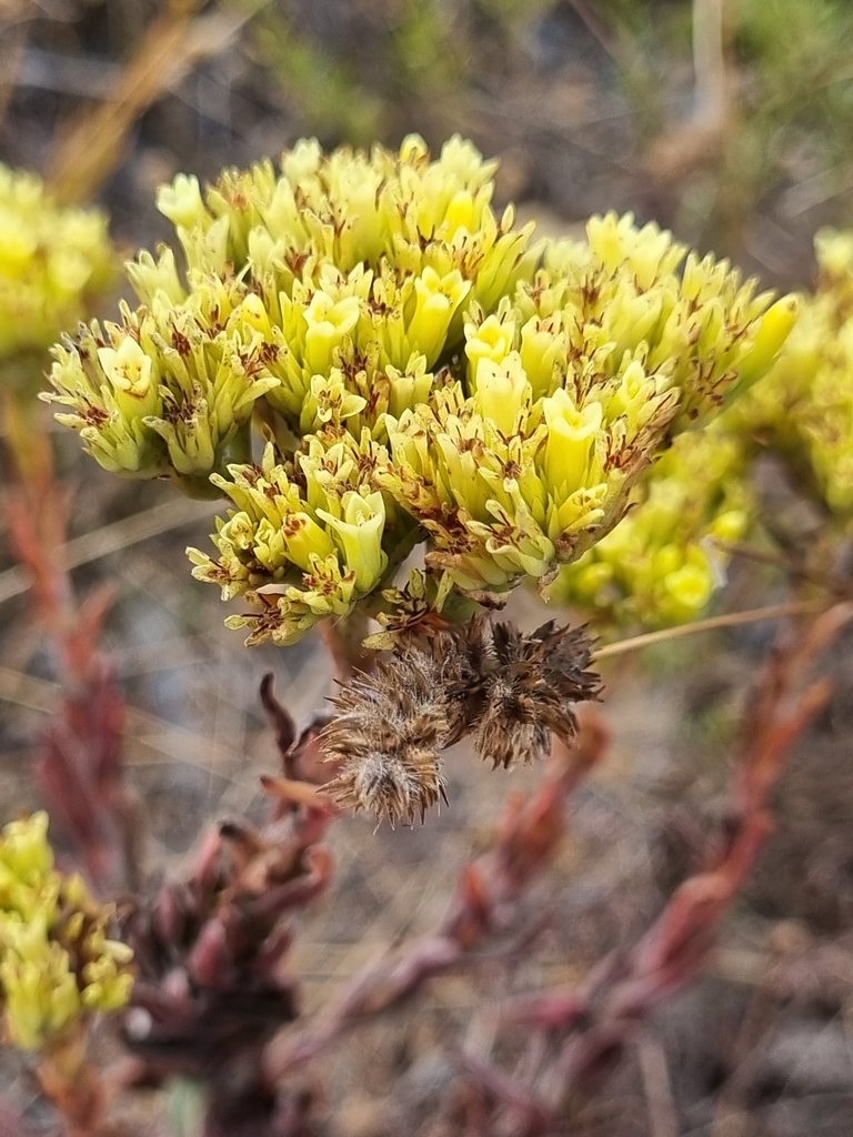 Crassula flava from Fish Hoek, Cape Town, 7974, South Africa on January ...