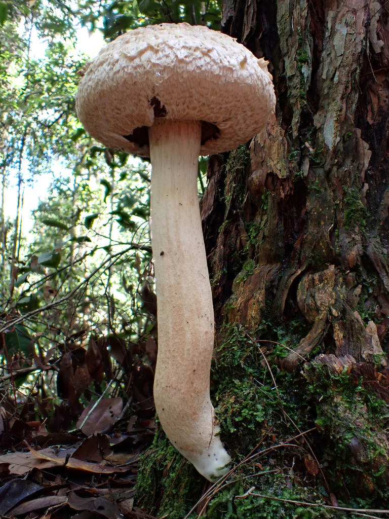Boletellus from Montville QLD 4560, Australia on January 14, 2024 at 08 ...