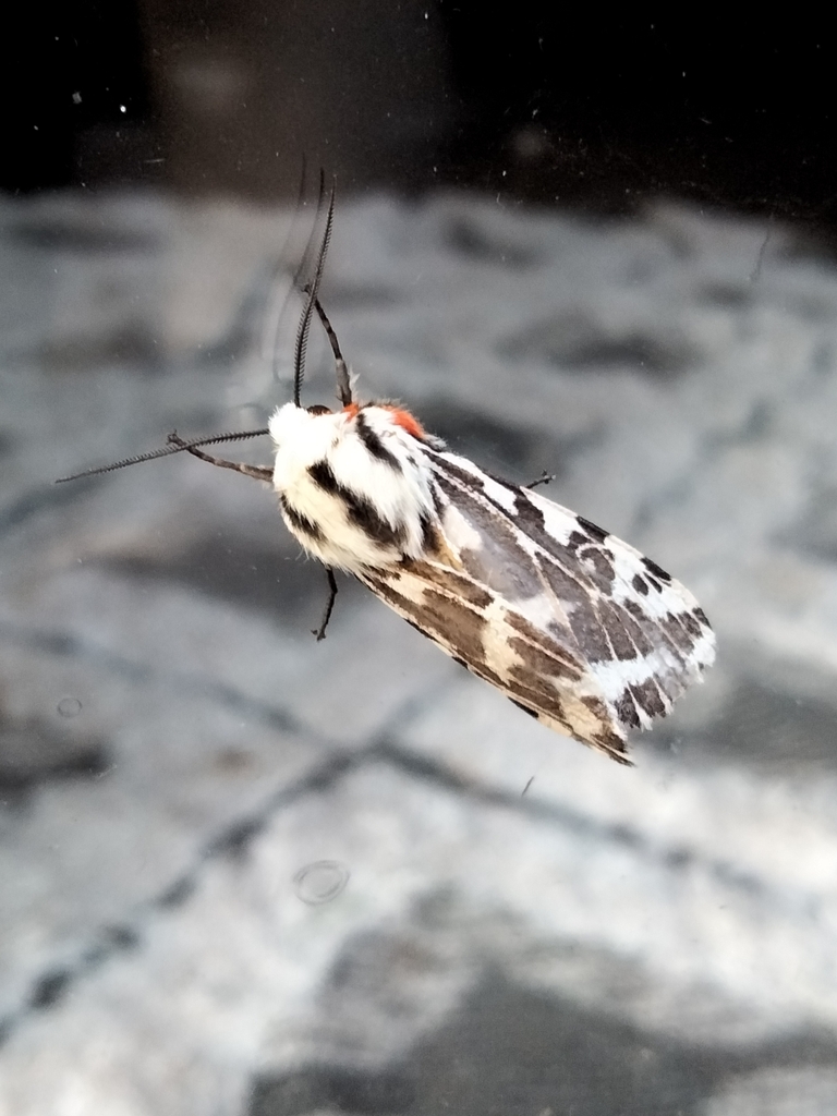 black-and-white tiger moth from Hackham SA 5163, Australia on April 25 ...