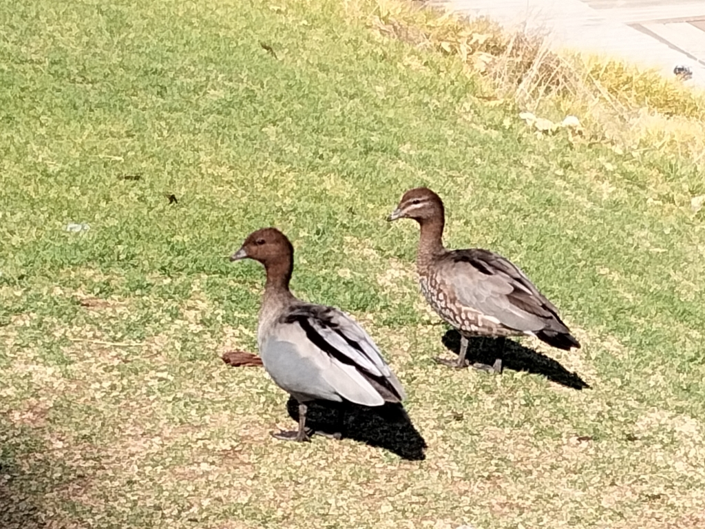 Australian Wood Duck from Stop 78 Patapinda Rd - West side, Old ...