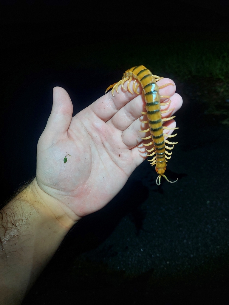 Australasian Giant Centipede from Cedar Creek QLD 4520, Australia on ...