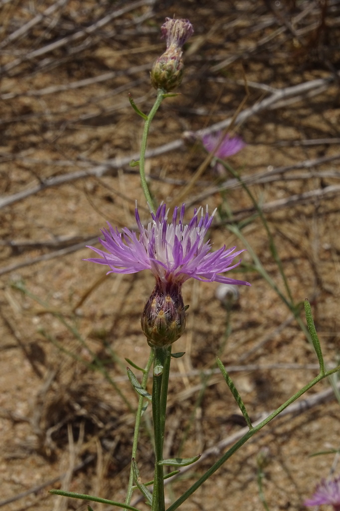 Centaurea arenaria from Анапский р-н, Краснодарский край, Россия on ...