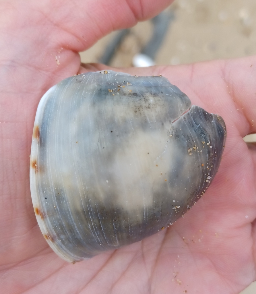 Pear Bonnet Snail from Petticoat Creek VIC 3233, Australia on January ...