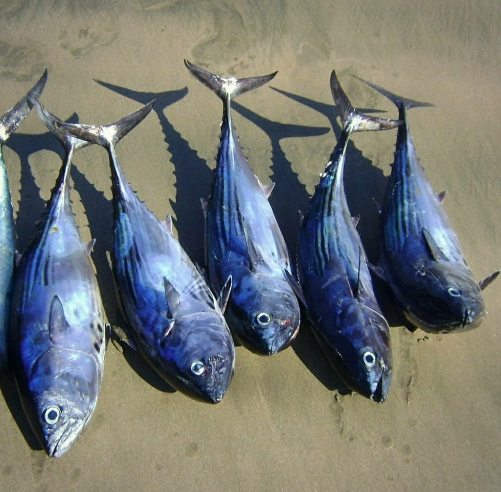 Black Skipjack from Mexico on March 7, 2012 by Bradley Rasmussen ...