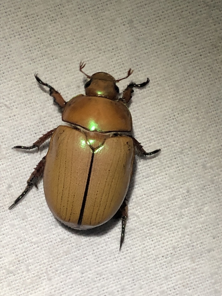 Anoplognathus montanus from Fourth St, Tranmere, SA, AU on January 20 ...