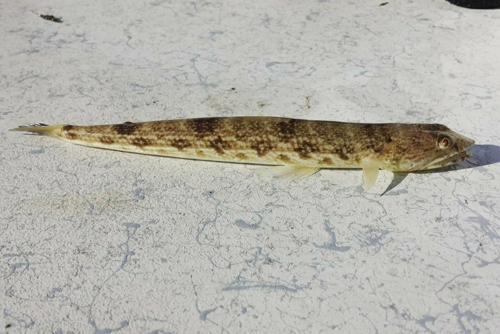 Inshore Lizardfish from Sanibel, FL 33957, USA on January 7, 2015 by ...