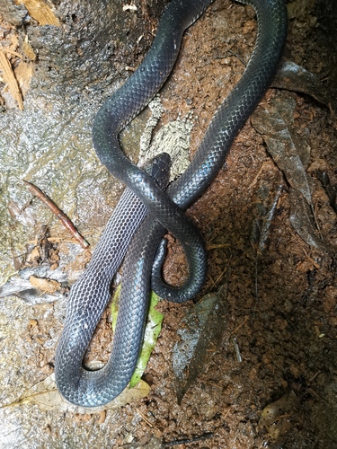 Slaty-grey snake (Stegonotus australis) - Snakes and Lizards