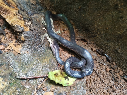 Slaty-grey snake (Stegonotus australis) - Snakes and Lizards