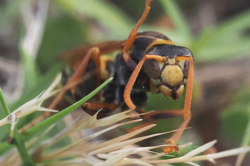 Northern Australian Paper Wasp from Carramar WA 6031, Australia on ...