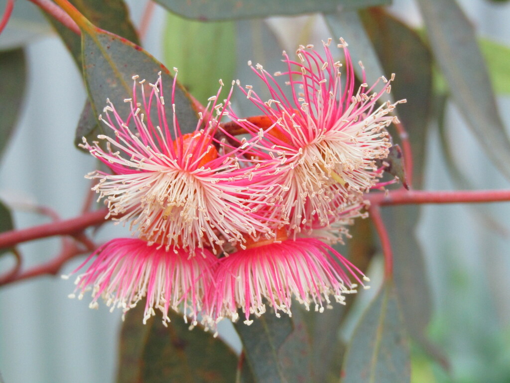 Coral Gum from Alexander Cres, Hackham SA 5163, Australia on June 22 ...
