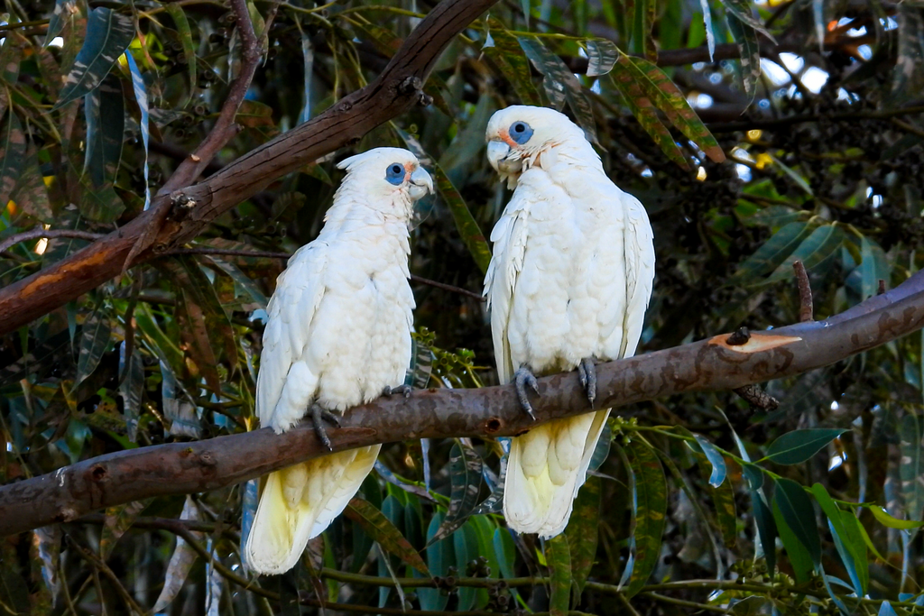 Little Corella from Victoria Gardens, 10 Royal St, Perth WA 6004澳大利亚 on ...