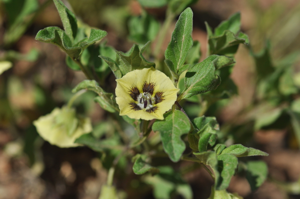 Virginia groundcherry from Indian Hills, CO, USA on June 18, 2010 at 03 ...
