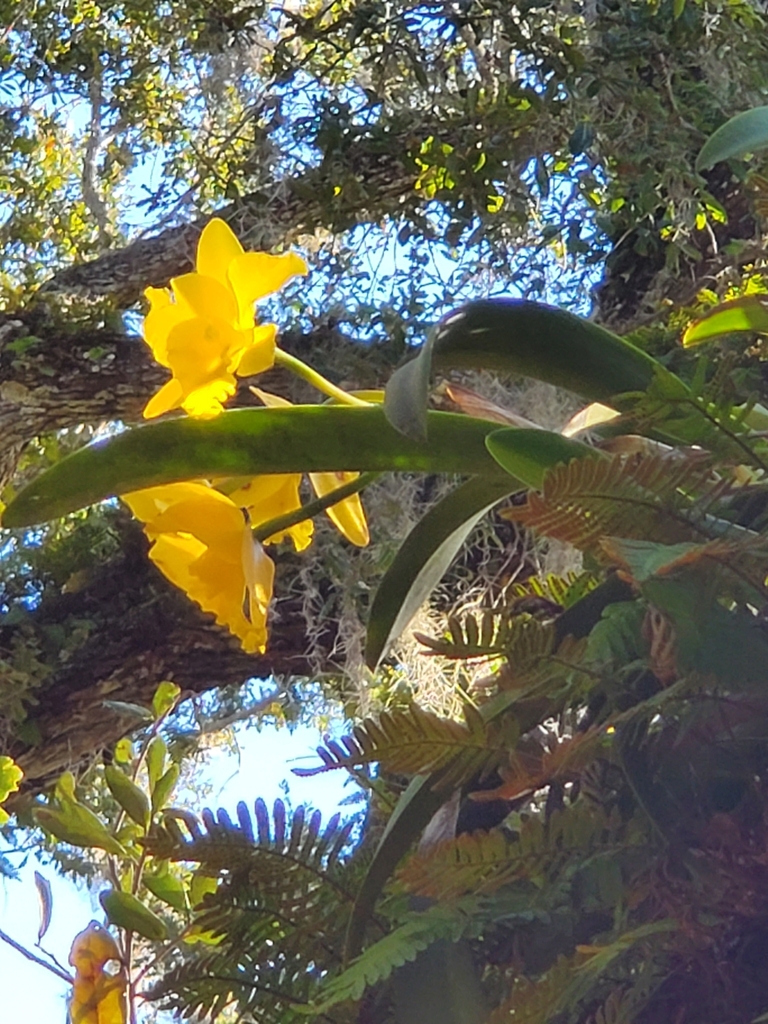 orchids from PT ORANGE, FL 32129, USA on January 20, 2024 at 09:19 AM ...