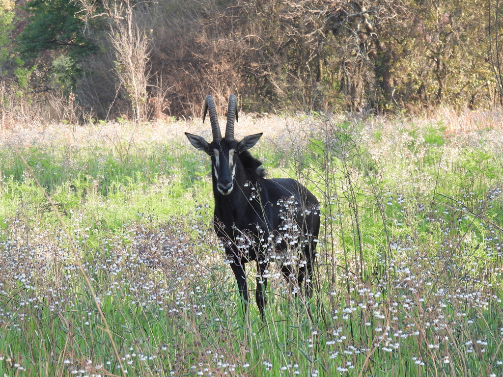 West Tanzanian Sable Antelope from Great North Road Kalonje, Mpika ...