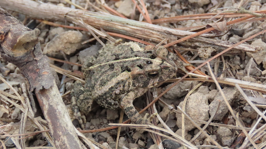Porter's Toad from El Socorro, Comayagua, Honduras on January 19, 2024 ...