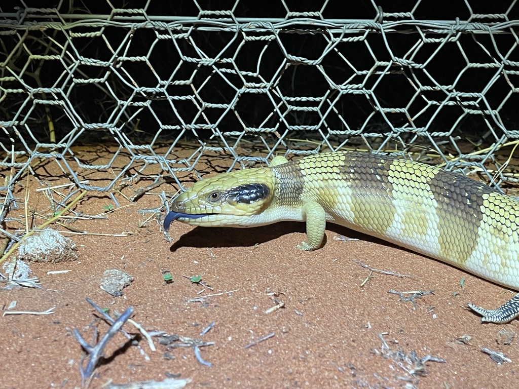 Western Bluetongue from Borefield Rd, Andamooka Station, SA, AU on ...
