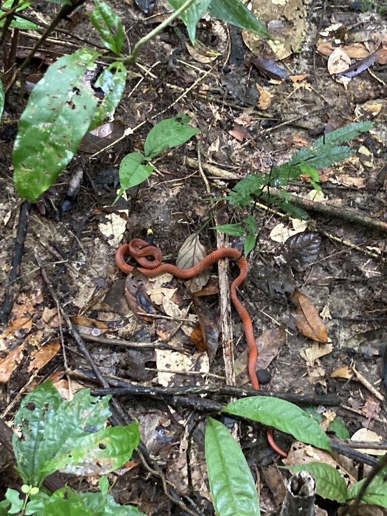 Beautiful Calico Snake from Maraã, AM, BR on February 27, 2023 at 08:50 ...