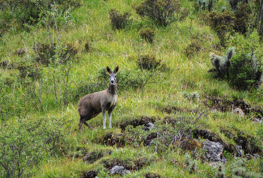 Alpine Musk Deer in August 2022 by haitongyu · iNaturalist
