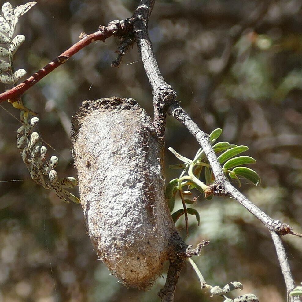 African Silk Moth from Namib dunes near Rooibank, Region Erongo ...