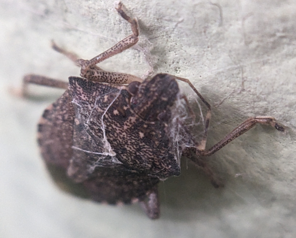 Brown Marmorated Stink Bug from 17486 Castelló d'Empúries, Gérone ...