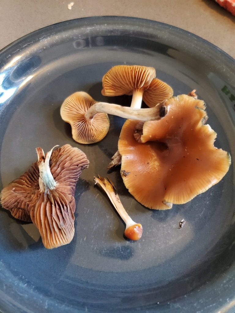 Wavy Cap in January 2024 by Jonathan Curley · iNaturalist