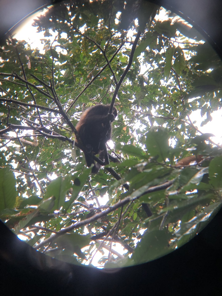 Mantled Howler Monkey from Tortuguero National Park, Pococi, Limon, CR ...