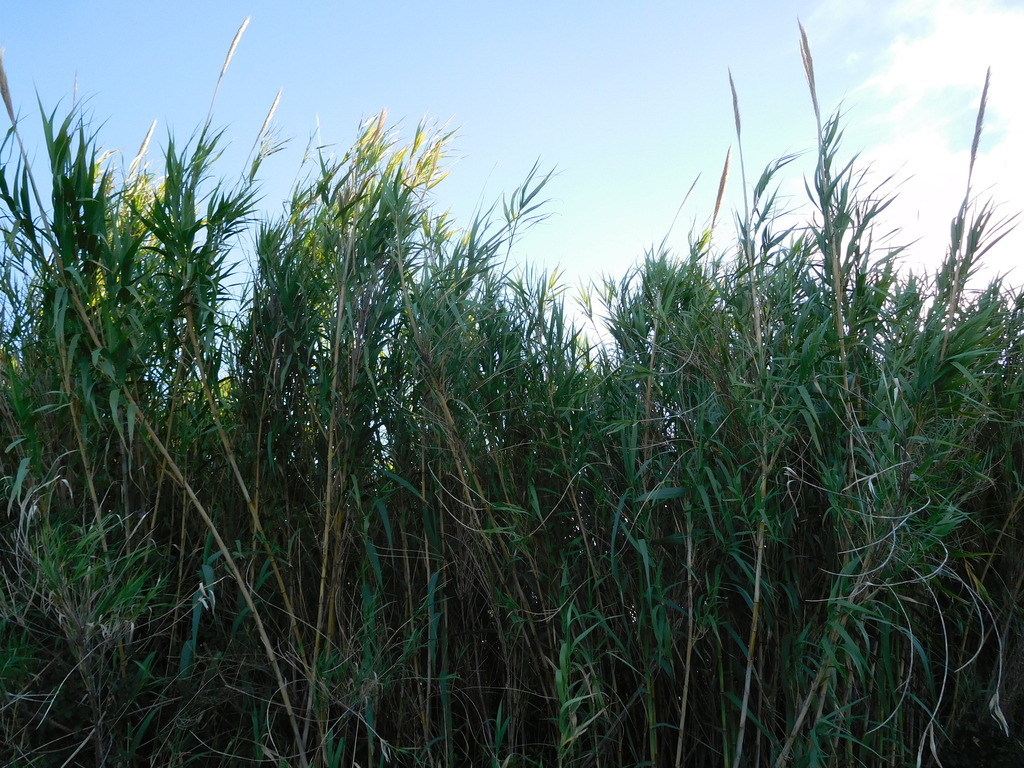 giant reed from 29620 Torremolinos, Málaga, Spain on June 3, 2018 at 11 ...