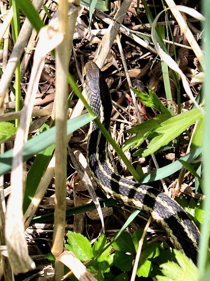 Eastern Garter Snake from Huron Township, MI, USA on April 26, 2023 at ...