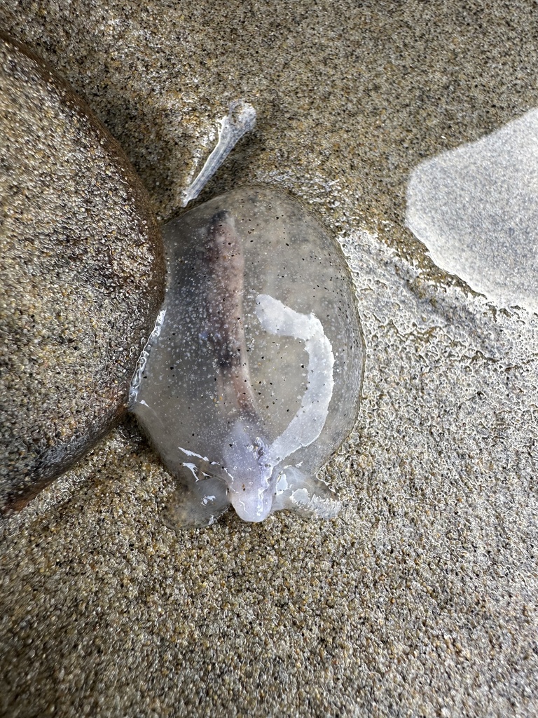 Sea Cherub in January 2024 by danilately · iNaturalist