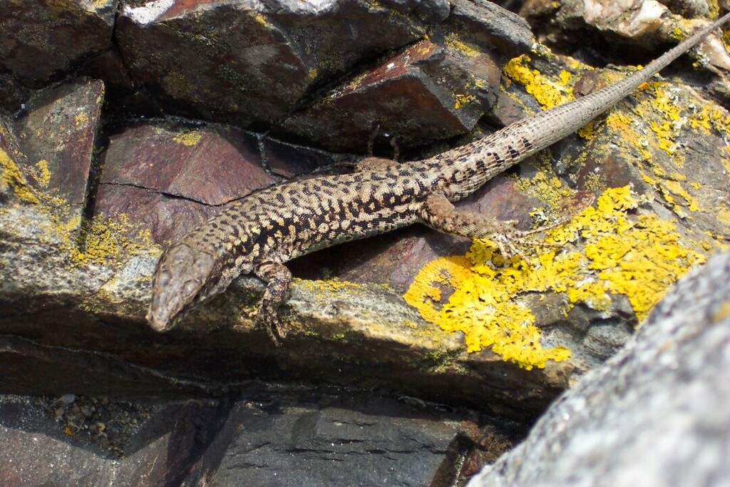 Common Wall Lizard from 50300 Vains, France on July 23, 2004 at 11:48 ...