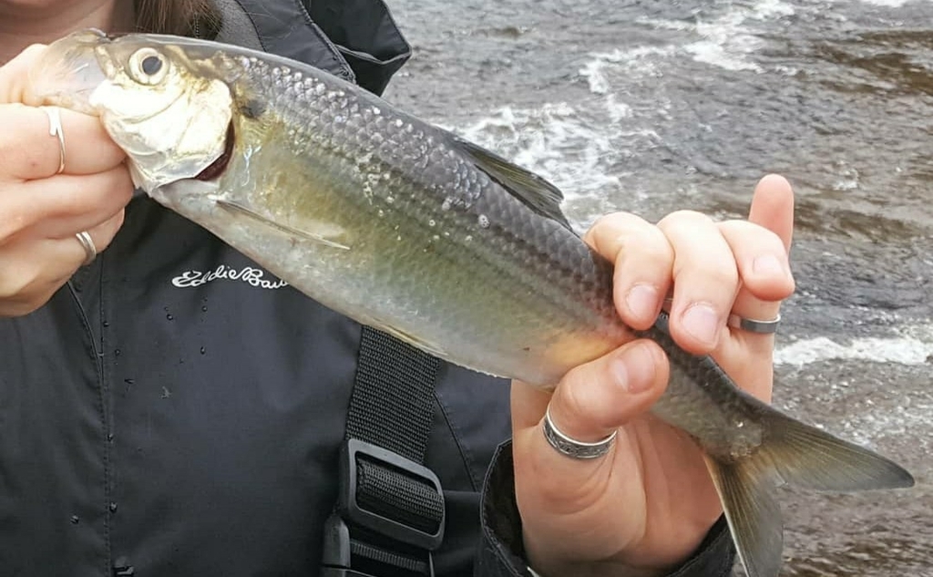 Blueback Shad from Fredericton Junction, NB E5L 1V7, Canada on May 20 ...