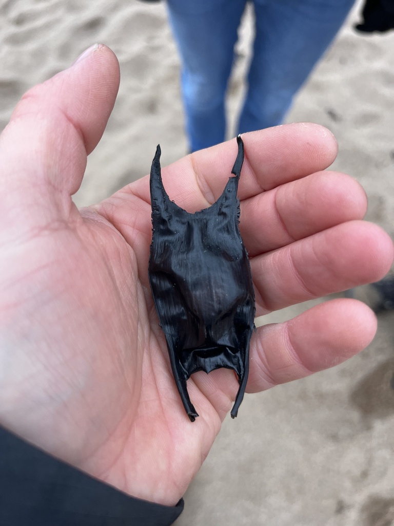 Spotted Skate from Thurlestone Beach, Kingsbridge, England, GB on ...