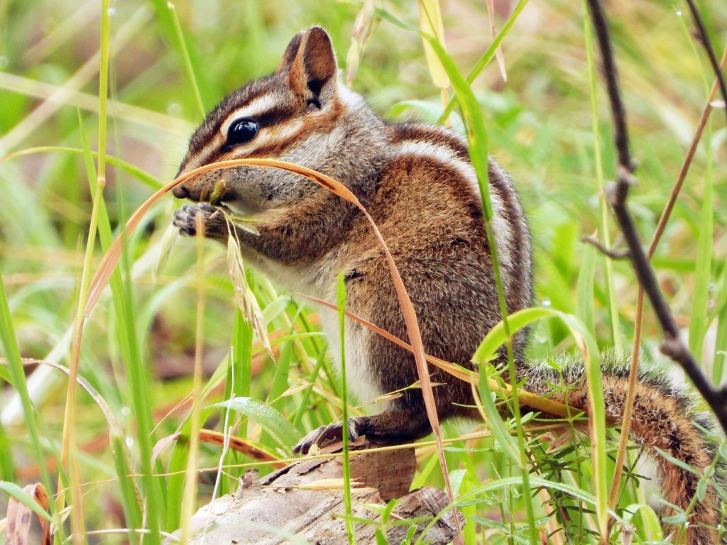 Gray-footed Chipmunk (Squirrels & Chipmunks of the US) · iNaturalist
