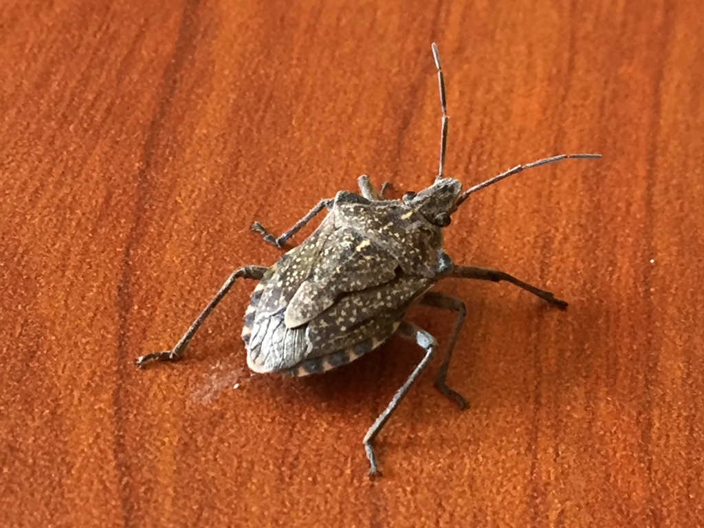 Pseudatelus from Hargeisa, Somalia on December 4, 2022 at 12:21 PM by ...