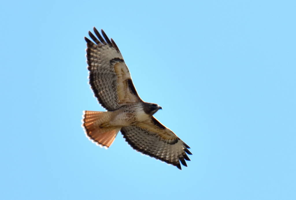 Red-tailed Hawk from Bustamante, N.L., México on January 19, 2024 at 03 ...