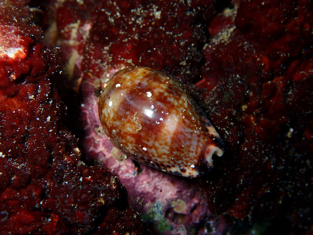 black-spotted cowrie from Fernandina Island on January 15, 2024 at 11: ...