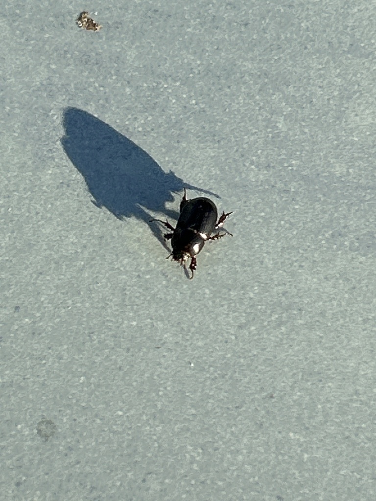 Scarabaeiform Beetles from Port Jackson Rd, Terrigal, NSW, AU on ...
