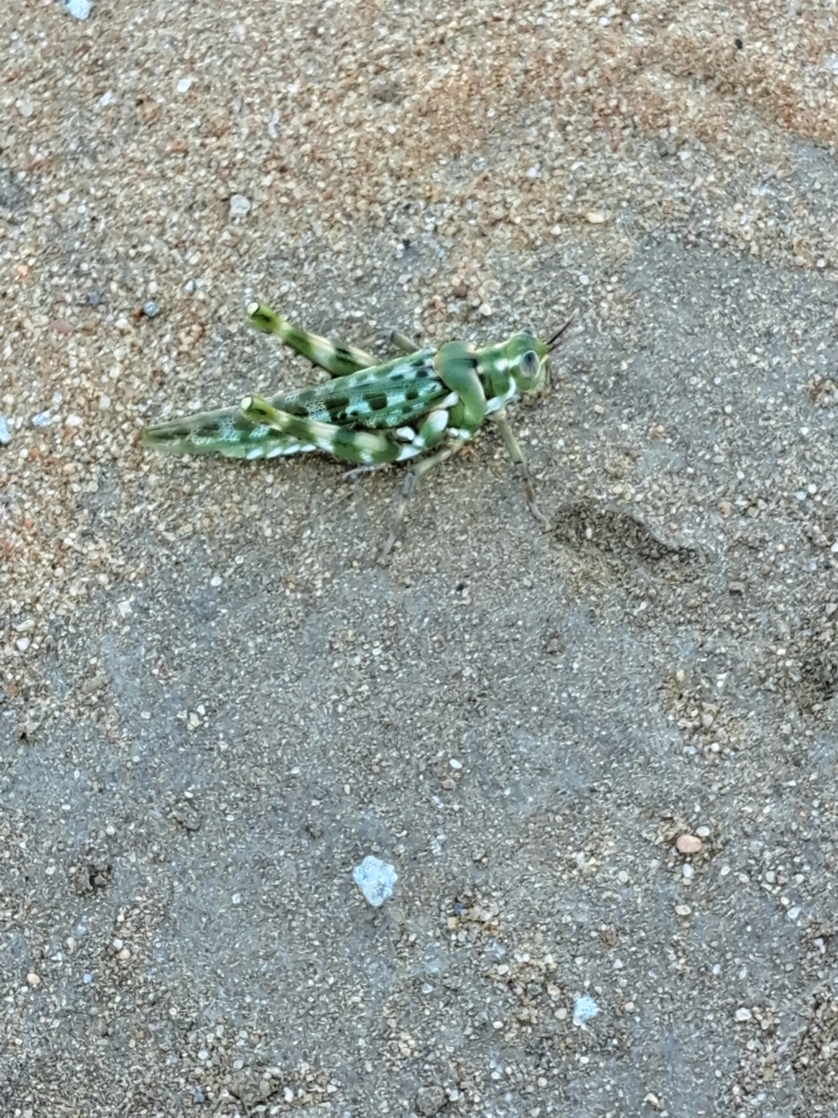 Crepitating Spurthroat from Colignan VIC 3494, Australia on January 19 ...