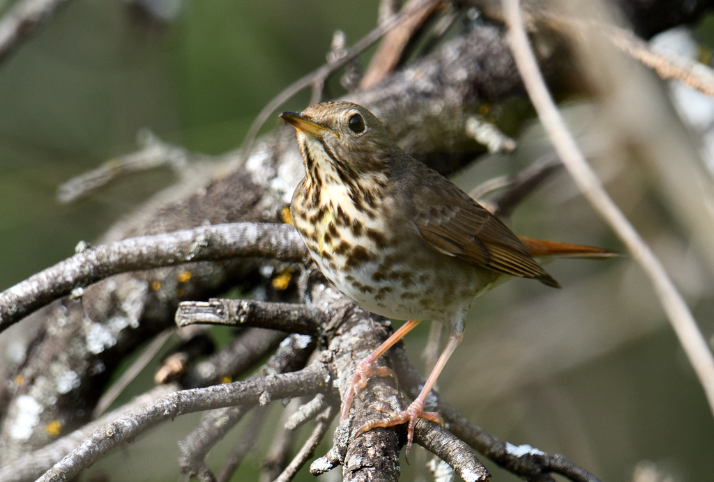 Hermit Thrush from Bustamante, N.L., México on January 20, 2024 at 10: ...