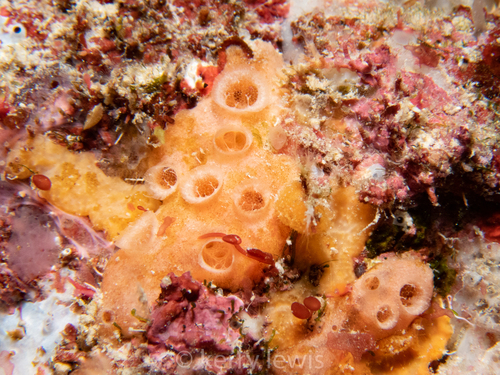 Crella brasiliensis · iNaturalist