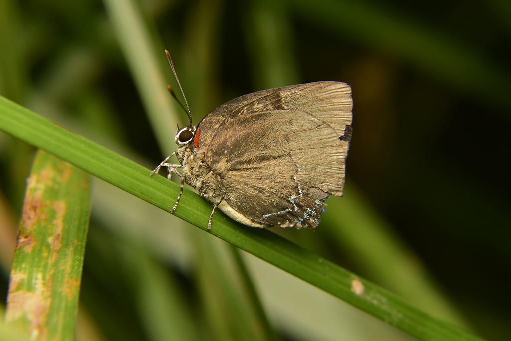 Bitias Hairstreak from Ibagué, Tolima, Colombia on January 19, 2024 at ...
