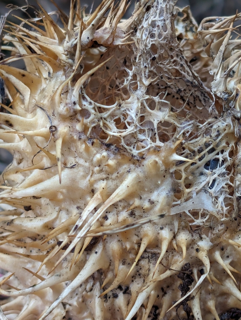 Chilicothe from Ramona, CA 92065, USA on January 20, 2024 at 01:24 PM ...