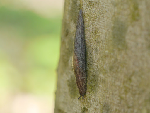 Changeable Mantleslug from Governor Bridge Natural Area on April 23 ...