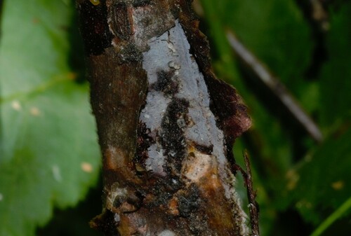 Genus Lepidomyces · iNaturalist